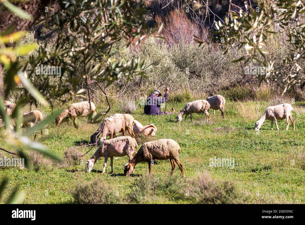 Spanish Shepherd with his Goats and Sheep Grazing in a Field Stock ...