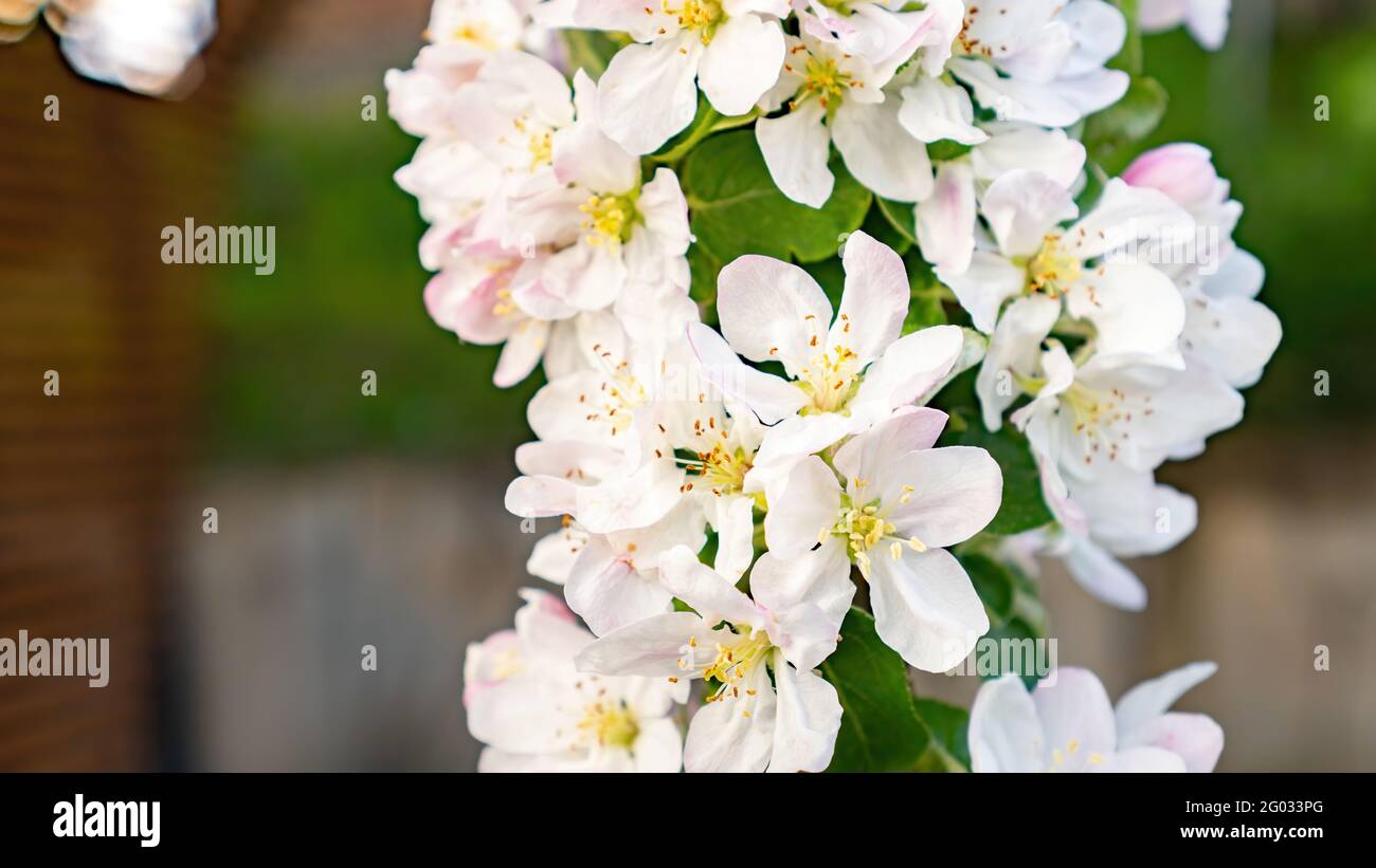 Flowers of a columnar apple tree close-up with copy space. Artistic ...