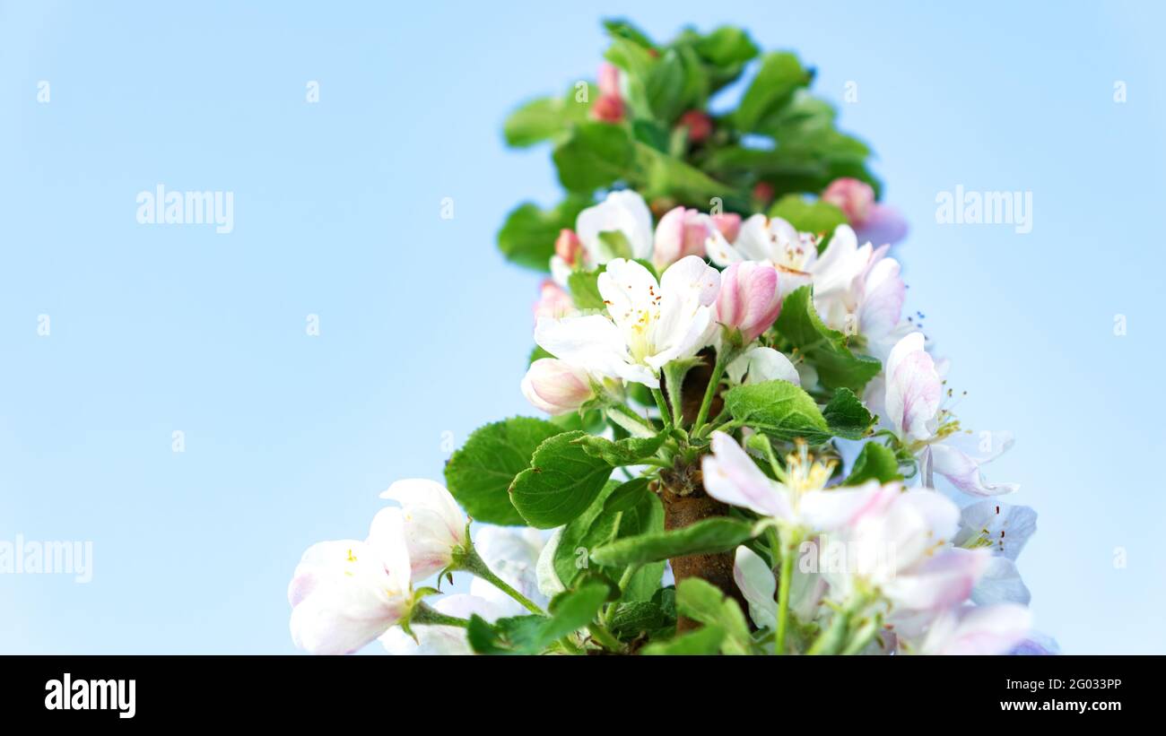 Blooming of a young columnar apple tree against the blue sky. Artistic ...