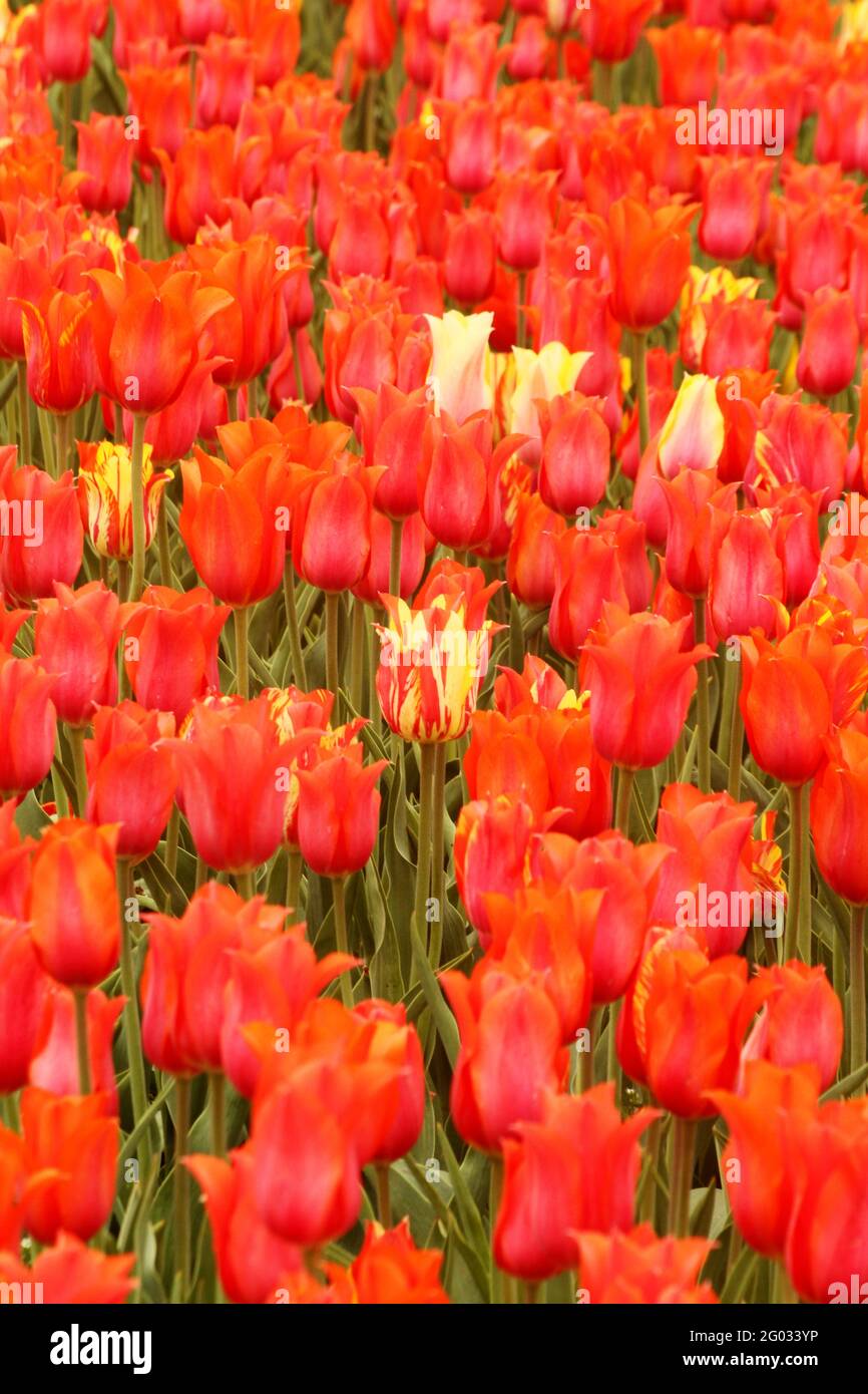 Close up of tulips in bloom Stock Photo - Alamy