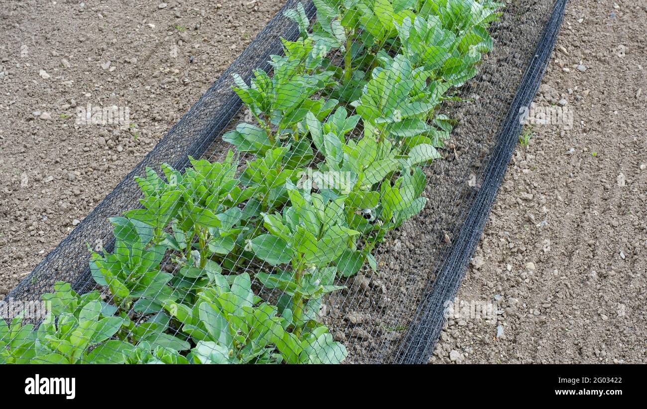 Growing broad beans garden hi-res stock photography and images - Alamy