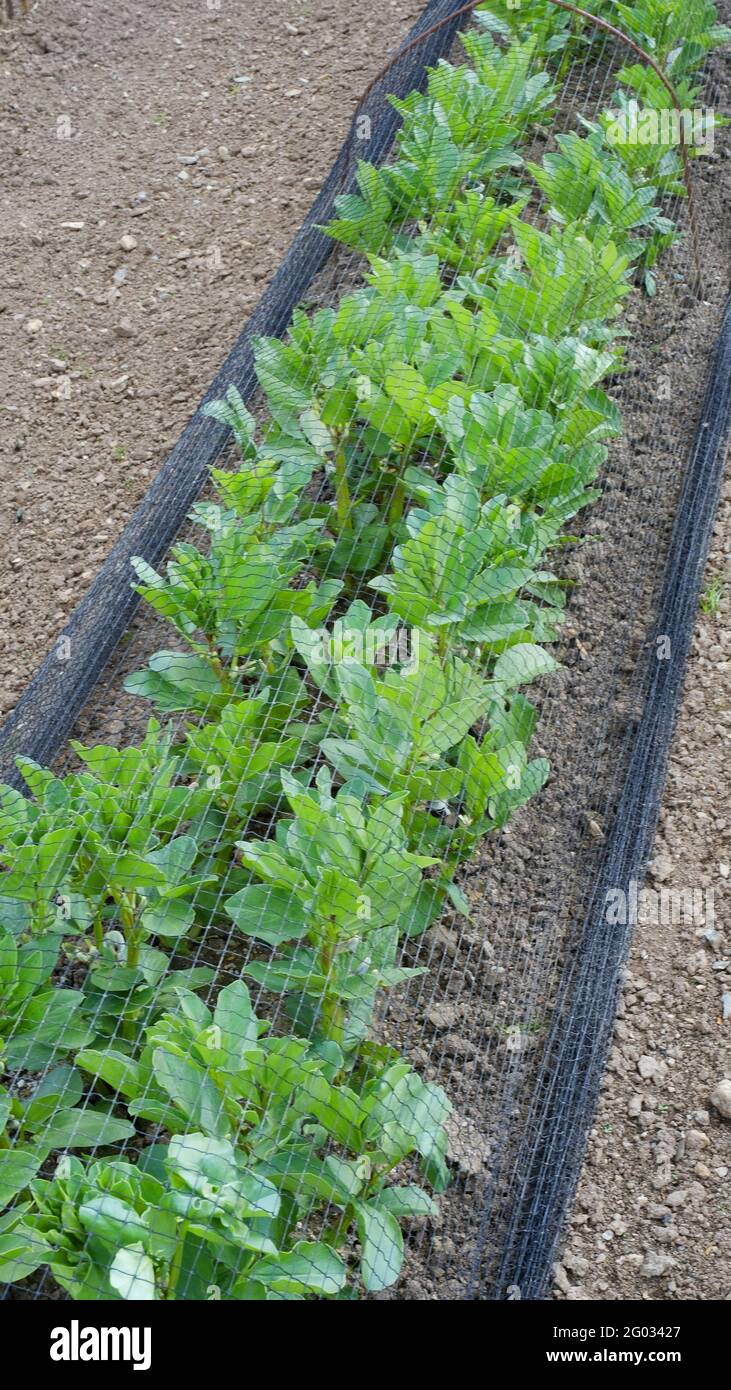 Broad beans garden plant hi-res stock photography and images - Alamy