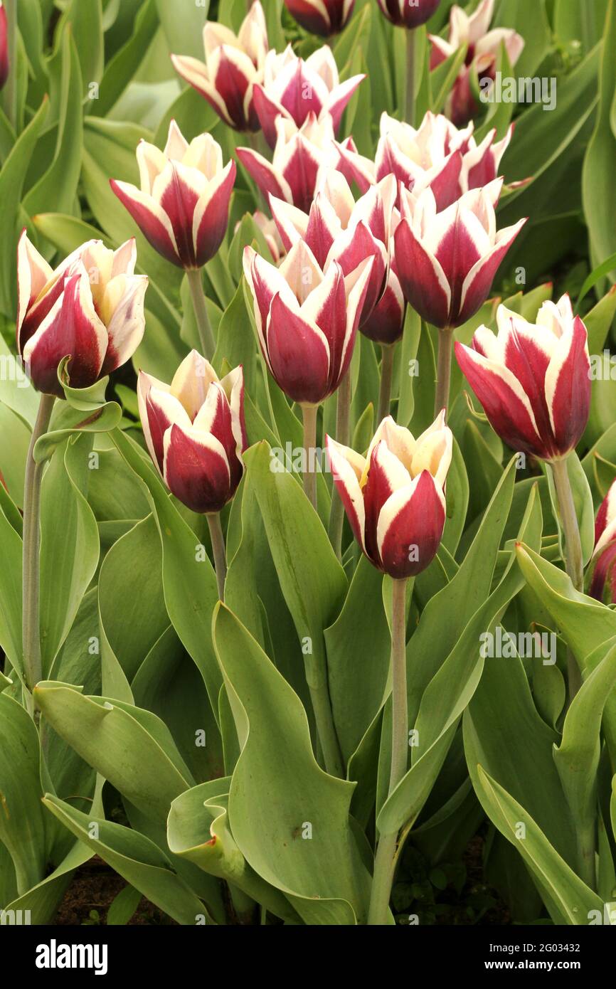 Lily flowered tulips hi-res stock photography and images - Alamy