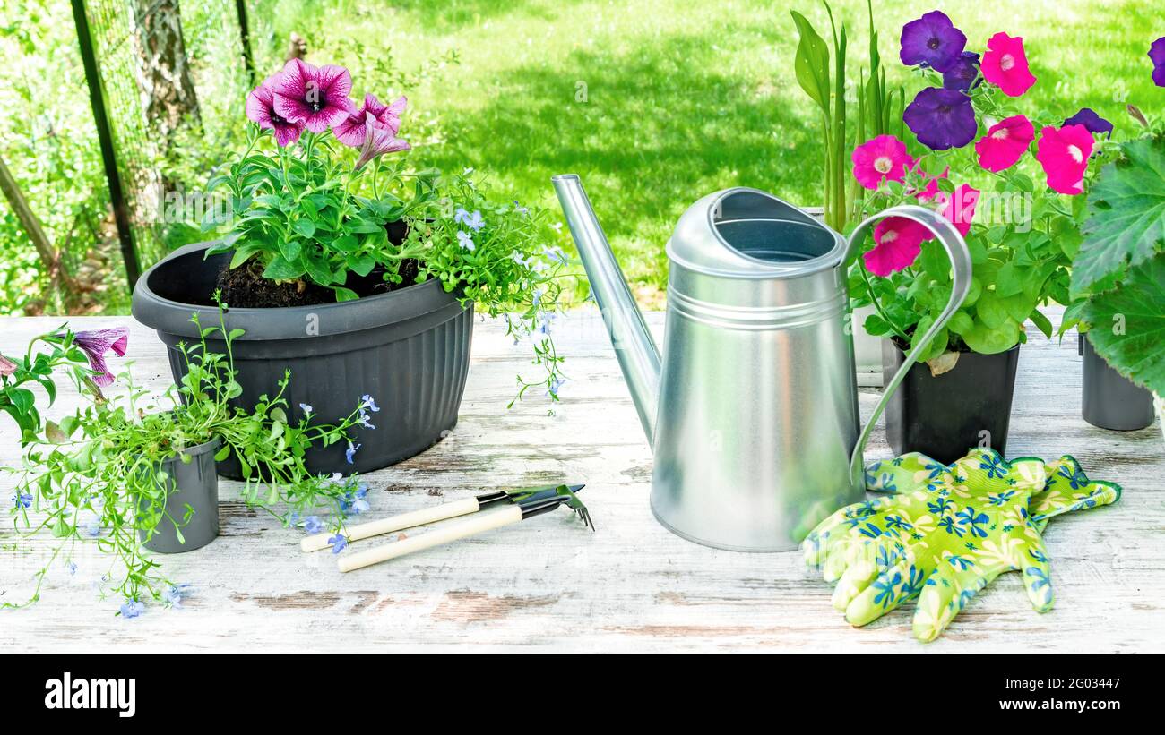 Planting flowers in pots in spring. Arrangement of flowers, pots ...