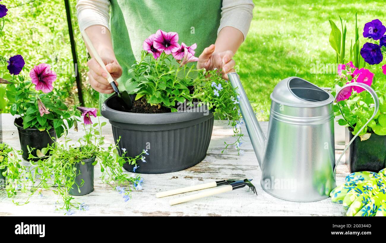 Planting flowers in pots to decorate the garden and home in spring on a ...