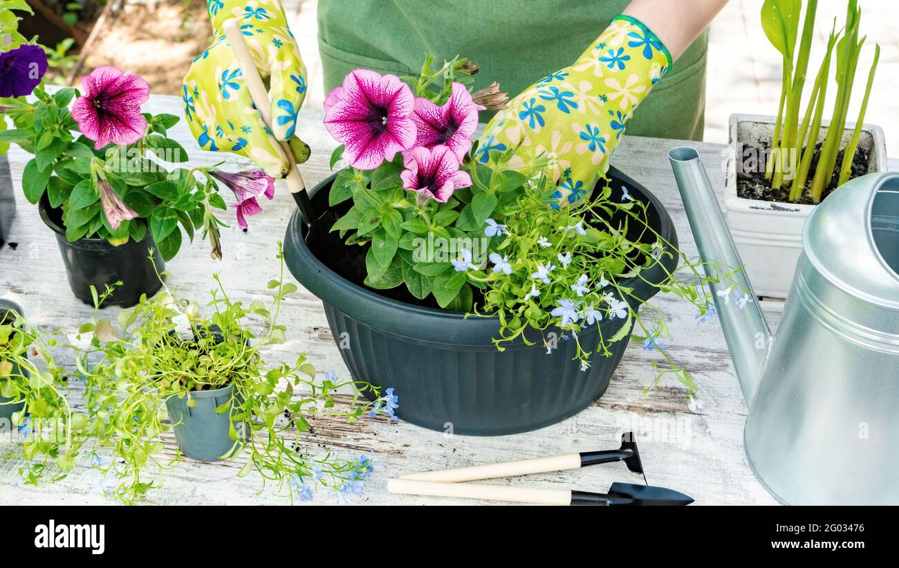 Gardener in gloves plants flowers in pots close-up top view. Spring ...