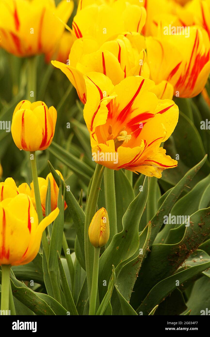 Close up of tulips in bloom Stock Photo - Alamy