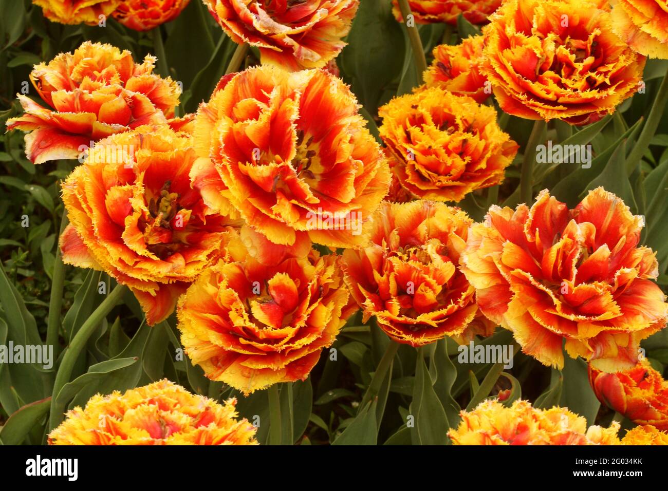 Double fringed tulip hi-res stock photography and images - Alamy