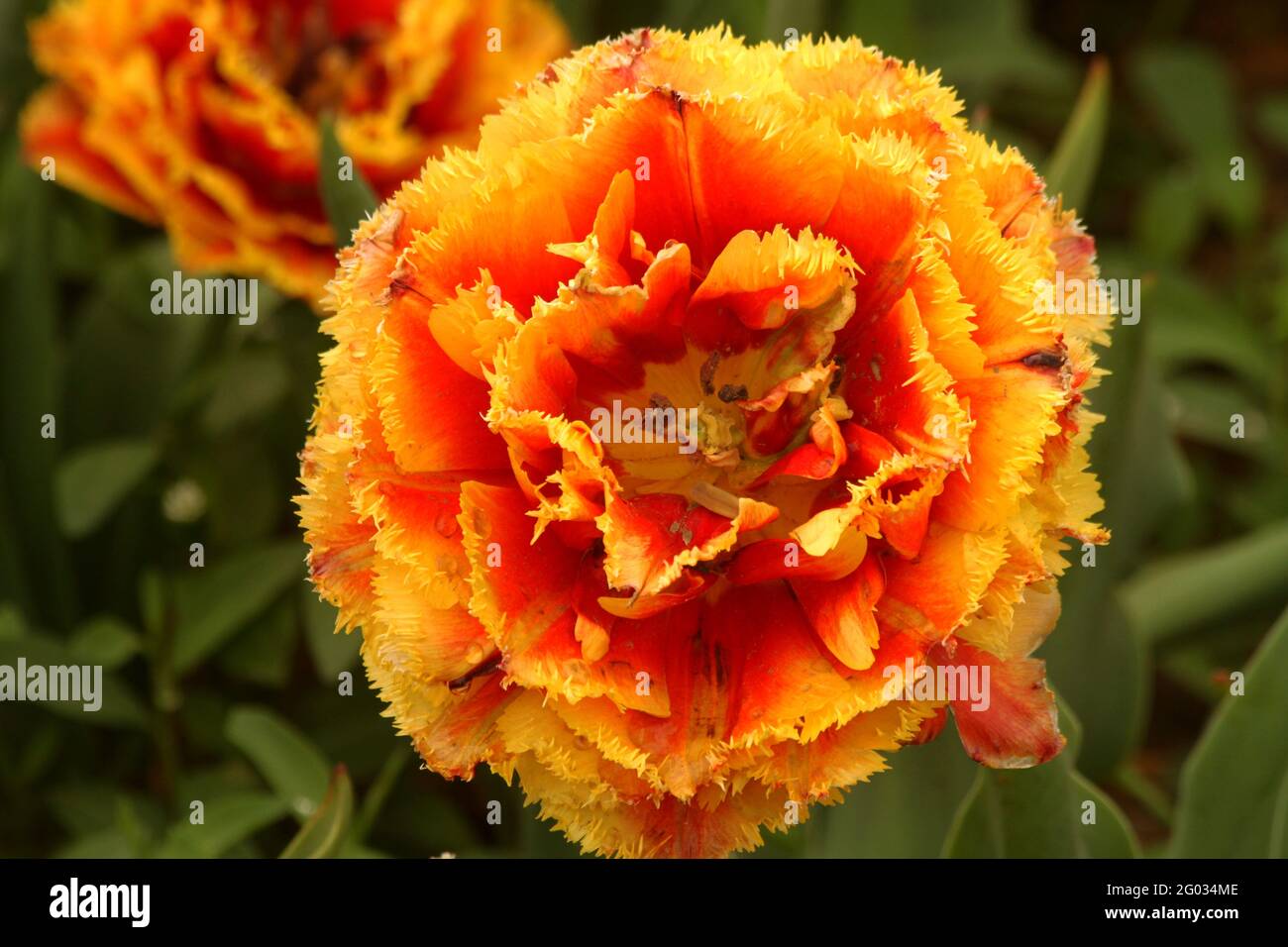 Double fringed tulip hi-res stock photography and images - Alamy