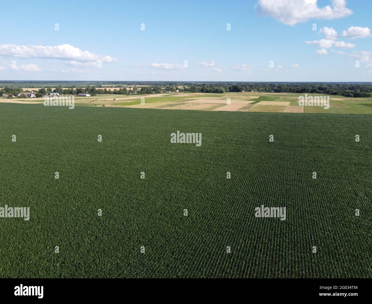 Huge cornfield on a sunny summer day, aerial view. Blue sky over green farm field, landscape ...