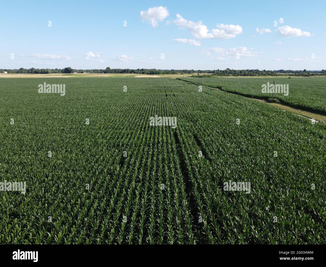 Huge cornfield on a sunny summer day, aerial view. Blue sky over green farm field, landscape ...