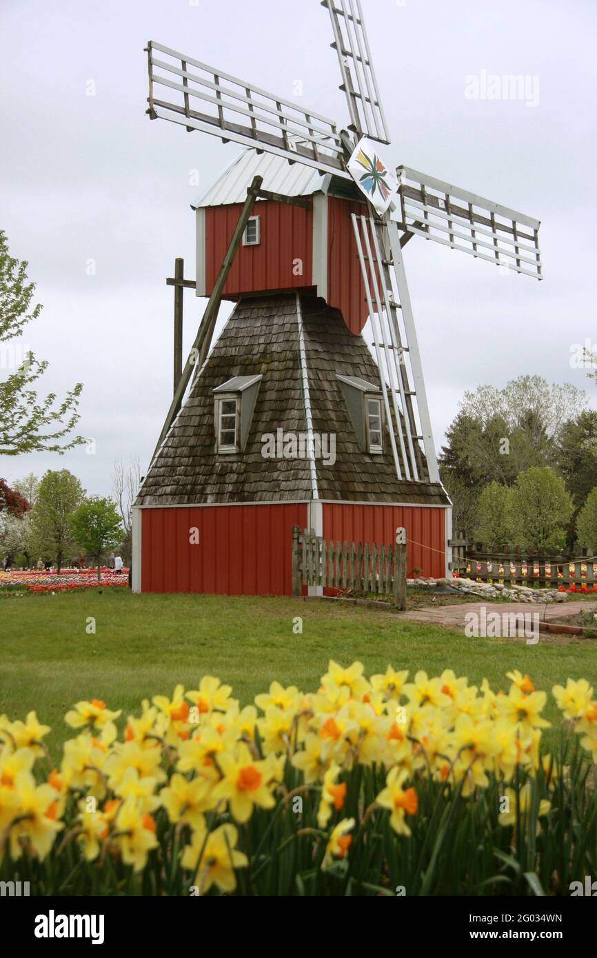 A replica of a traditional Dutch windmill at Veldheer Farm in Holland ...