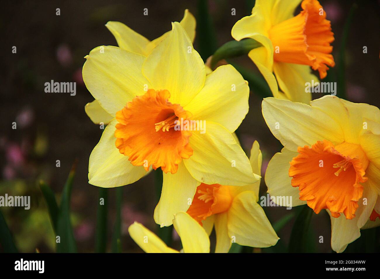 Close up of daffodil flowers hi-res stock photography and images - Alamy