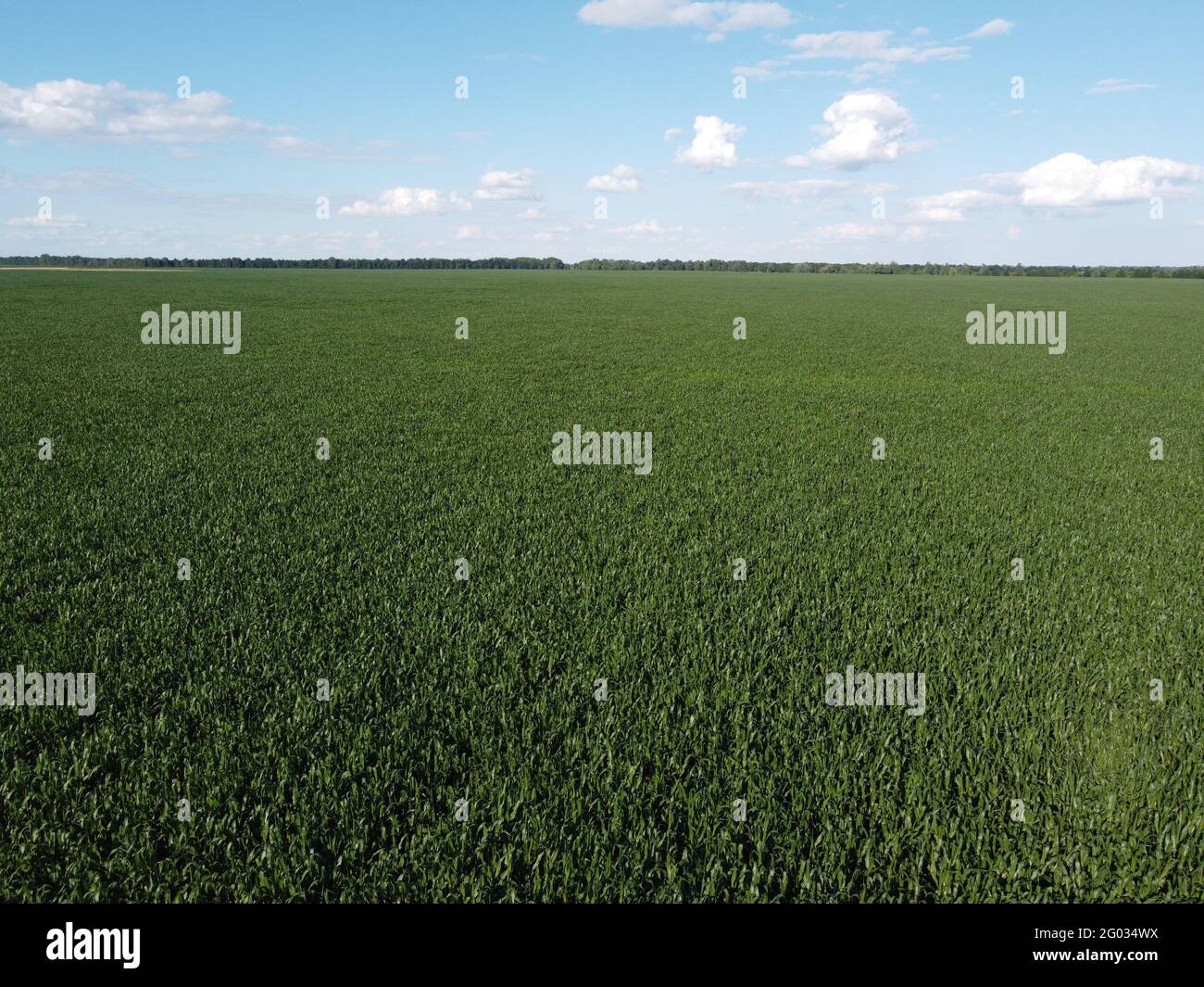 Huge cornfield on a sunny summer day, aerial view. Blue sky over green farm field, landscape ...