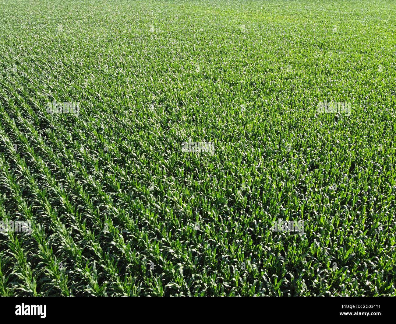 Extensive corn fields, top view. Green farm fields, landscape Stock ...