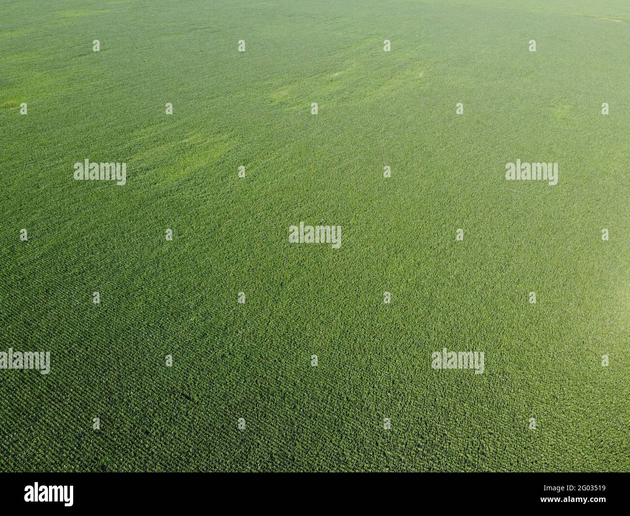 Extensive corn fields, top view. Green farm fields, landscape Stock ...