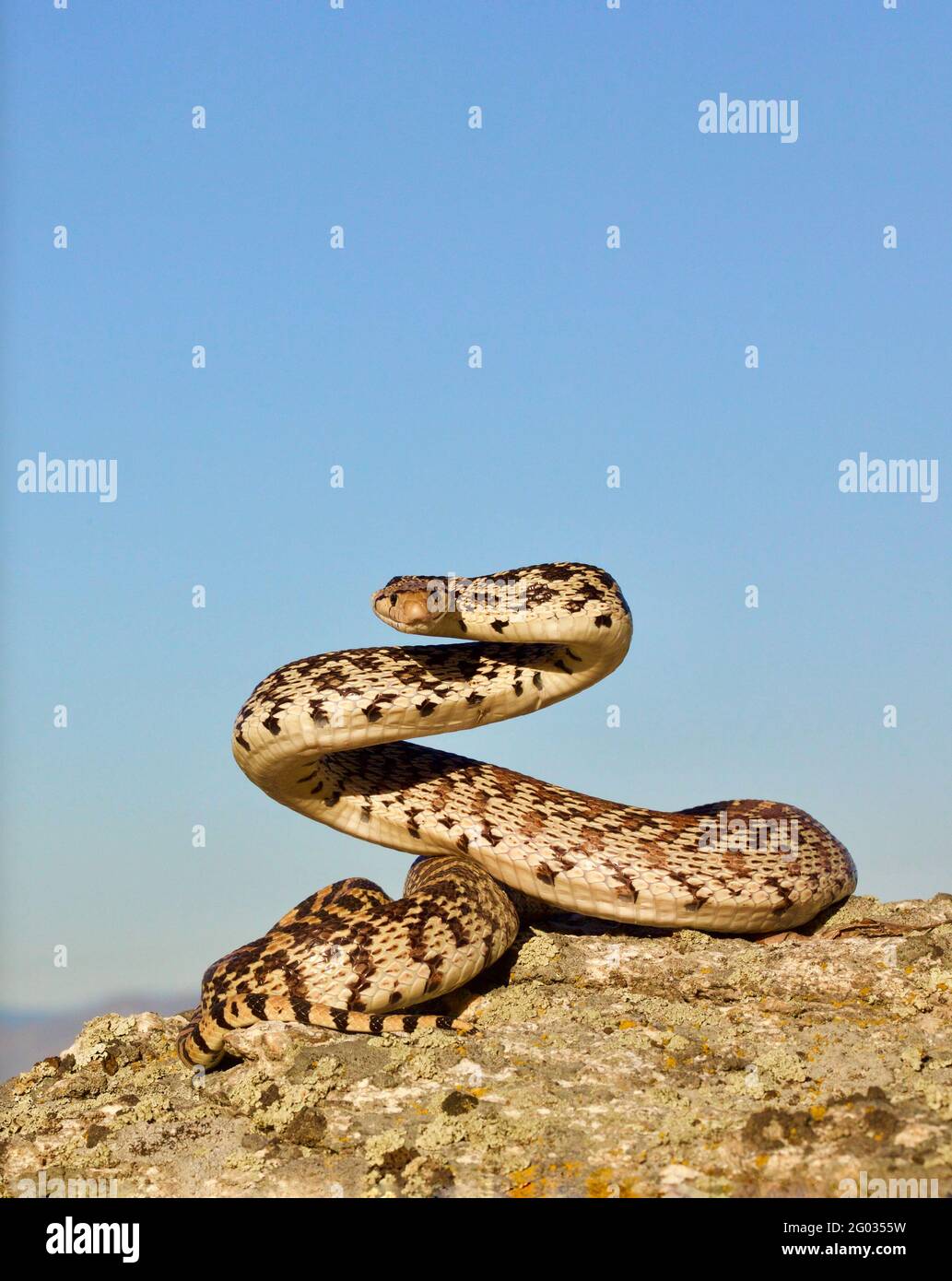 Bullsnake, a subspecies of the Gopher Snake, coiled in defensive ...