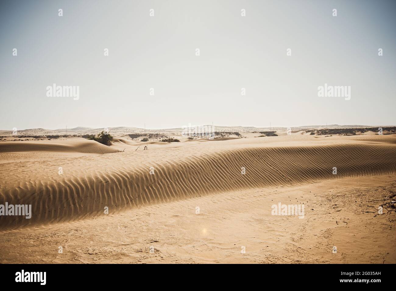 Branch of Dead Tree in Sahara, Morocco Stock Photo - Alamy