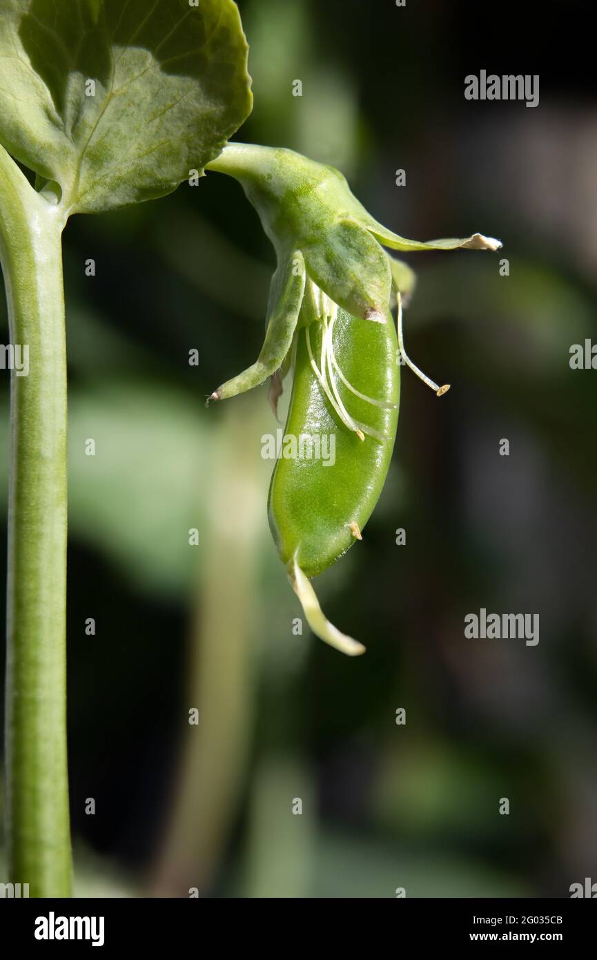 Snap pea hi-res stock photography and images - Alamy