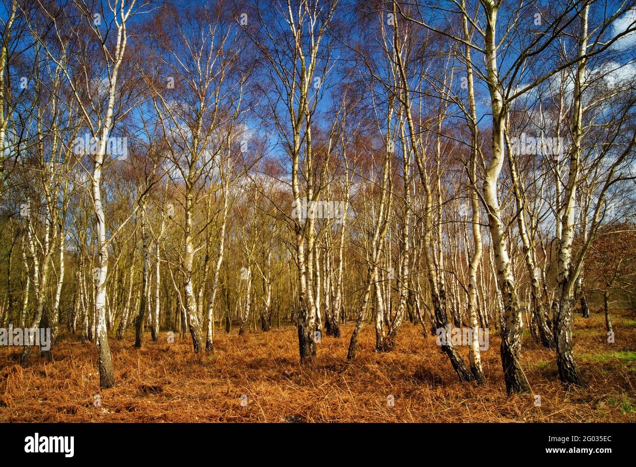 Northern Europe Birch Not Lake High Resolution Stock Photography and ...
