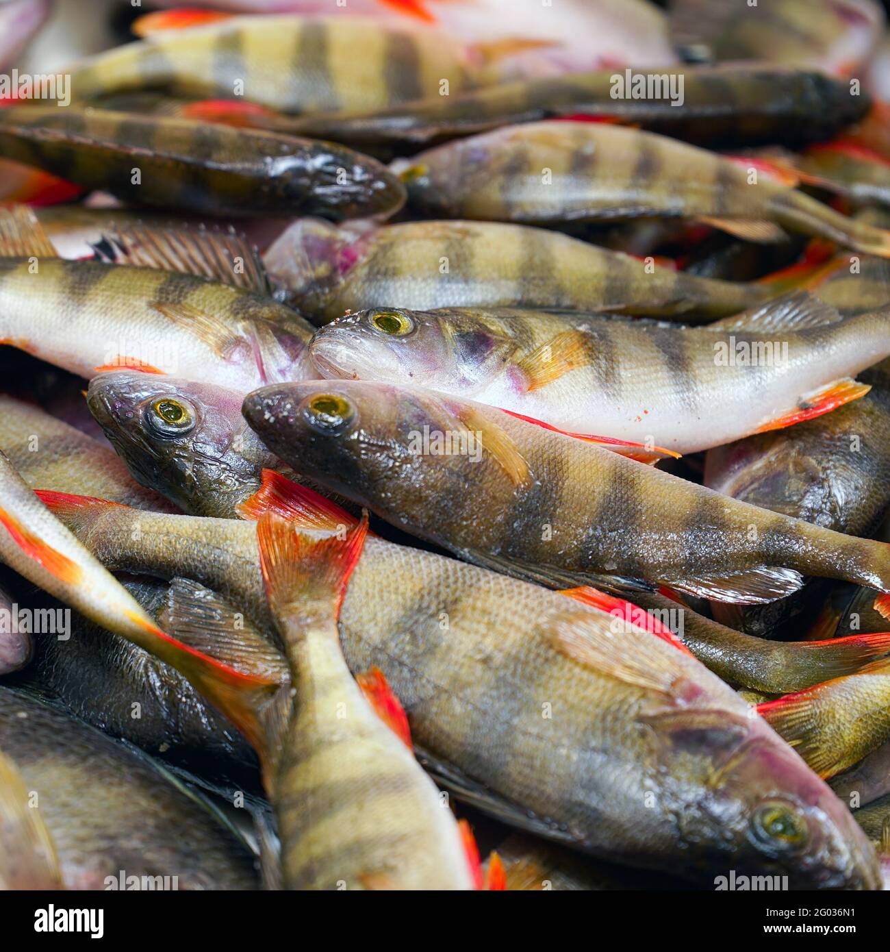 Eurasian river perches hi-res stock photography and images - Alamy