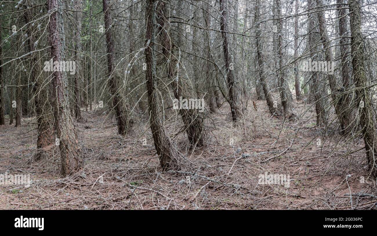 Diseased pine trees hi-res stock photography and images - Alamy