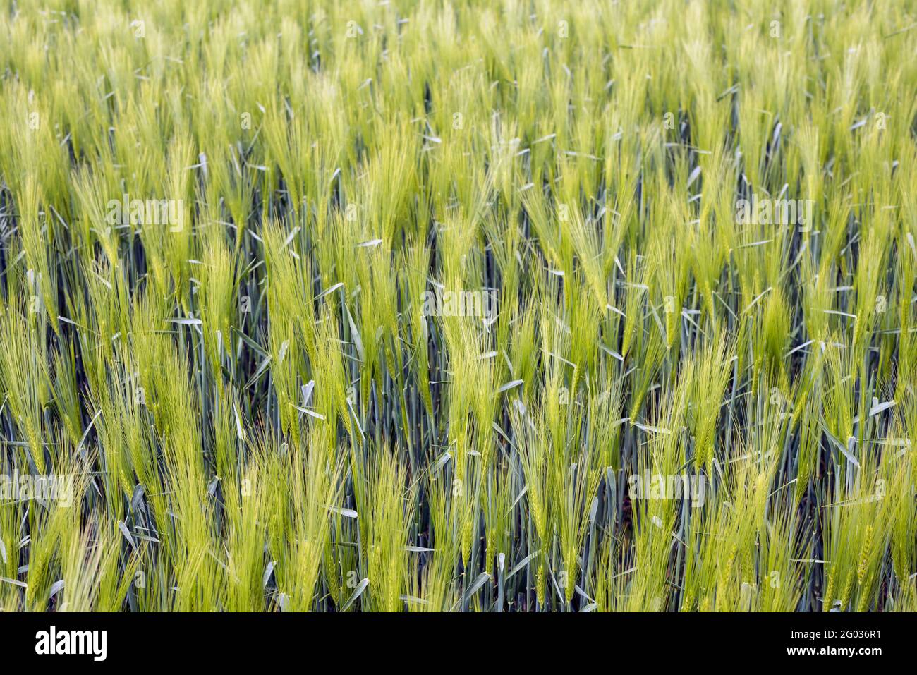 Angus Scotland Landscape High Resolution Stock Photography and Images ...
