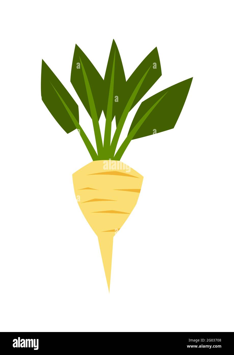 Sugar beet cultivation Stock Vector Images - Alamy