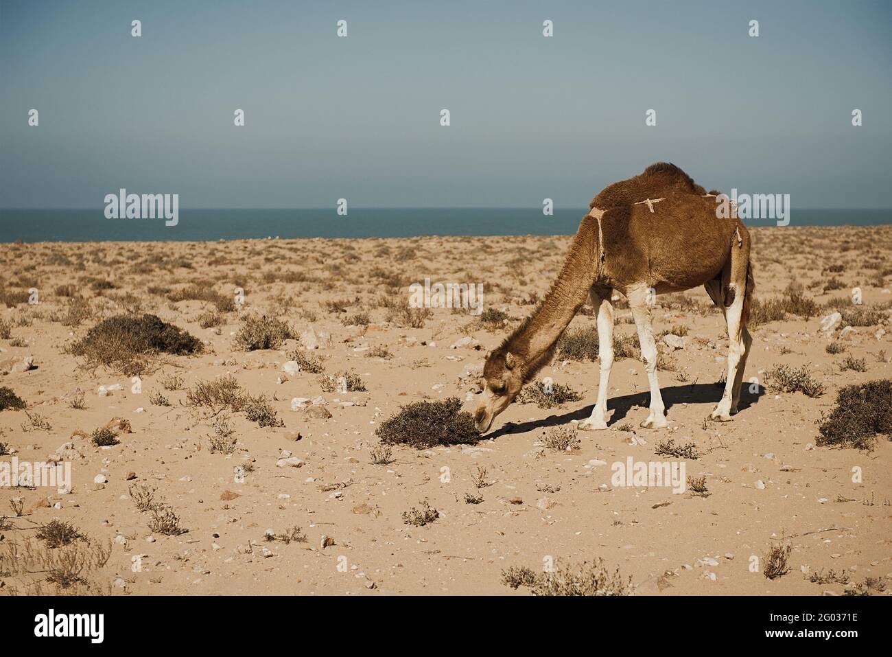 Camel on a sand dune looking out over the Sahara Desert Stock Photo - Alamy