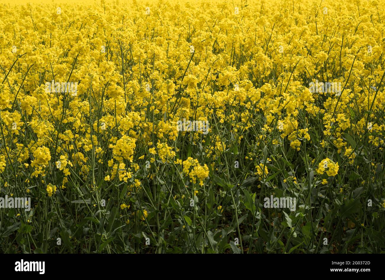 Rapeseed plants, Brassica napus, photographed from above showing yellow ...