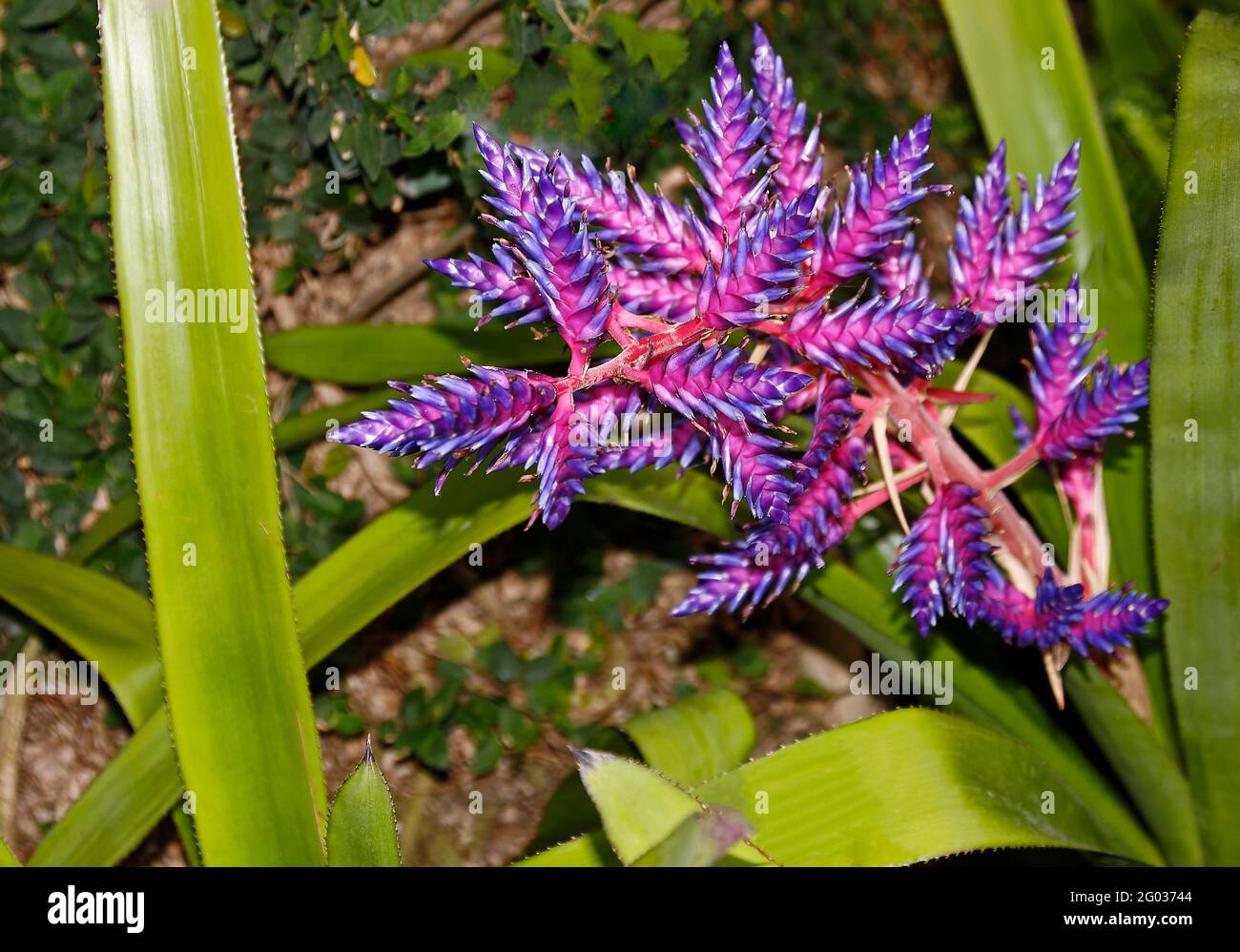 bromeliad, purple, rose, vibrant colors, green spike leaves, nature ...