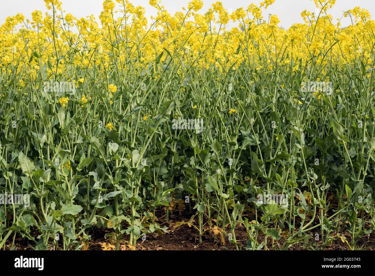 Rapeseed leaves hi-res stock photography and images - Alamy
