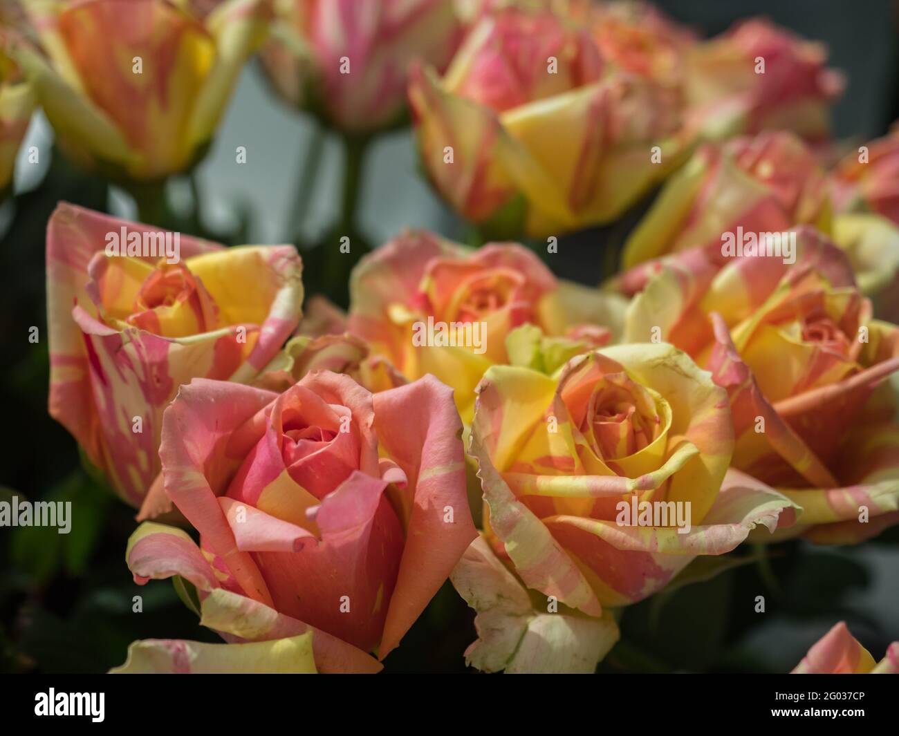 Blooming romantic fresh pink-yellow rose. Flower rose "Fiesta" on the ...