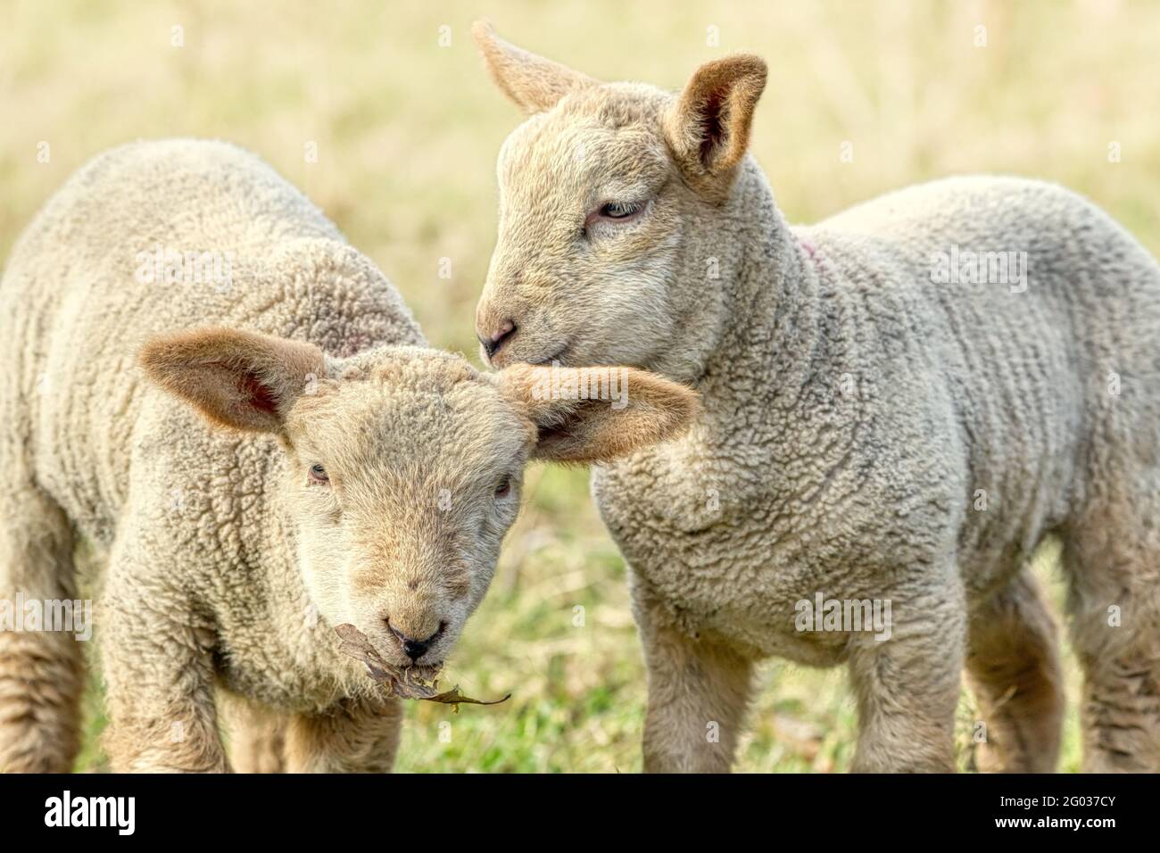 Ireland wexford farming hi-res stock photography and images - Alamy
