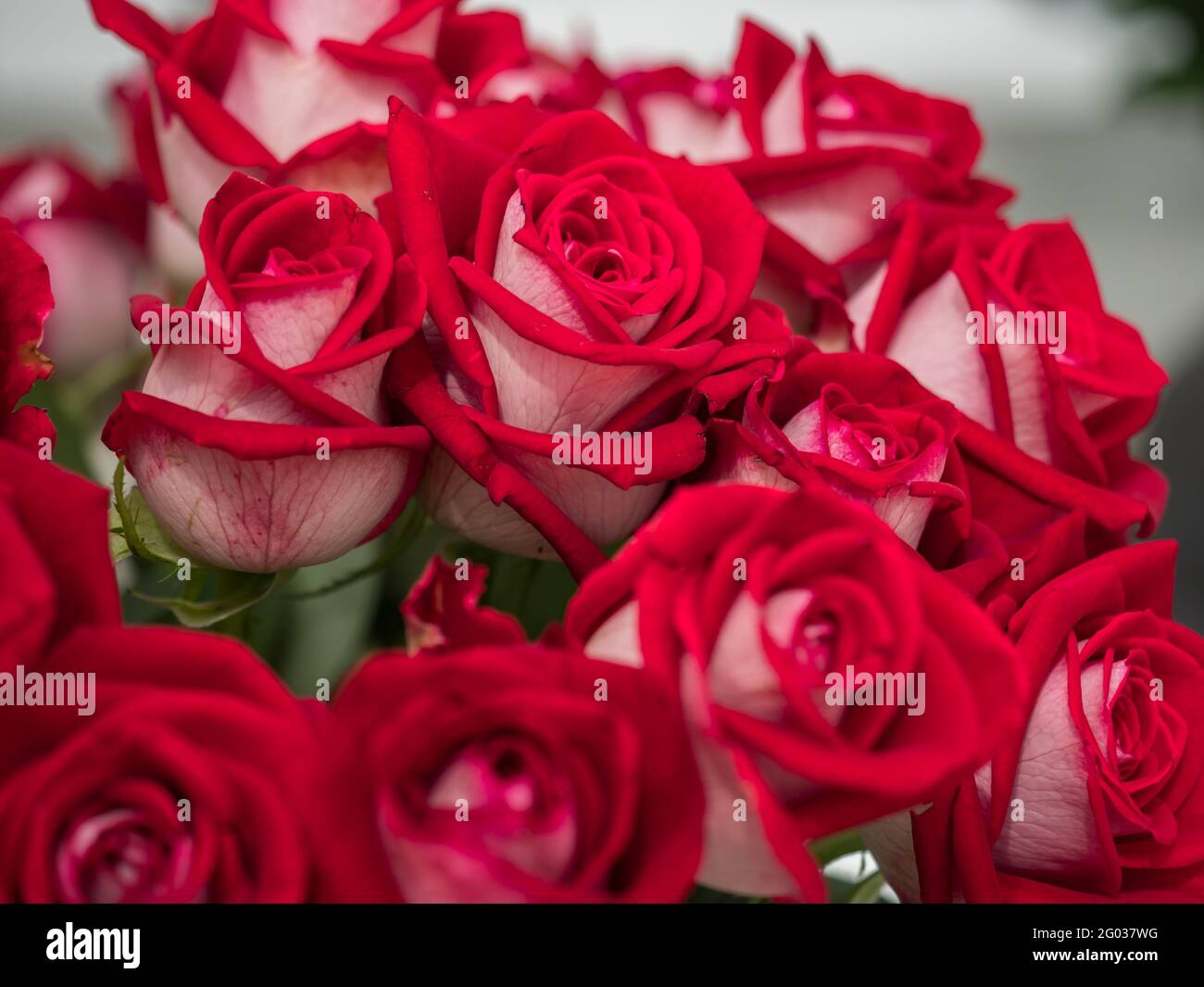 Blooming romantic fresh red and white rose. Flower rose "Luxor" on the ...
