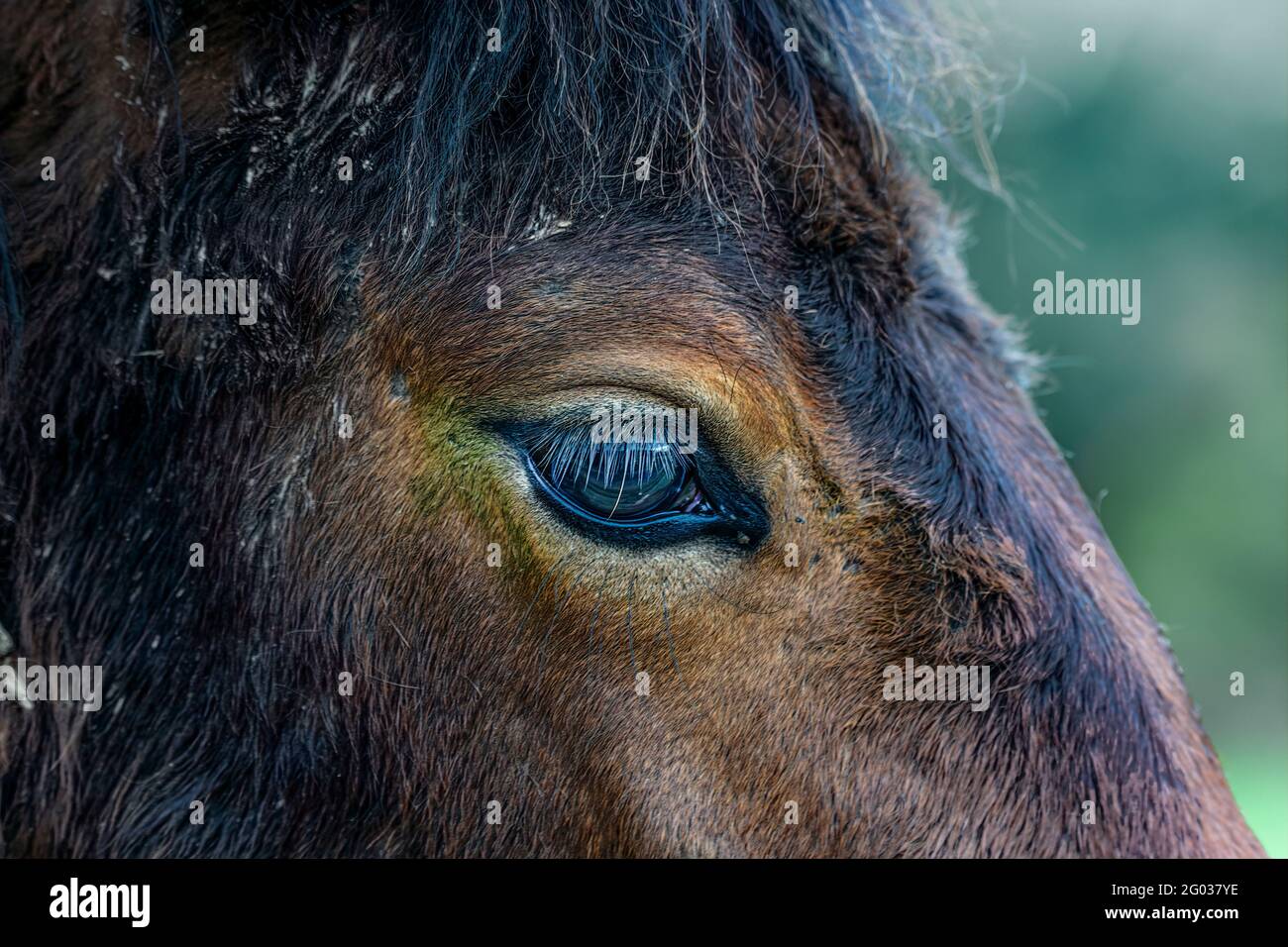 Chestnut eye hi-res stock photography and images - Alamy
