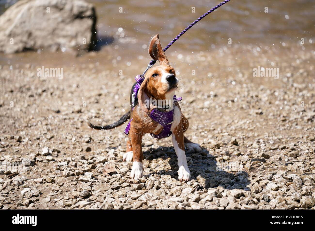 A dog named Ruby shakes off water after being in the River Dove in ...