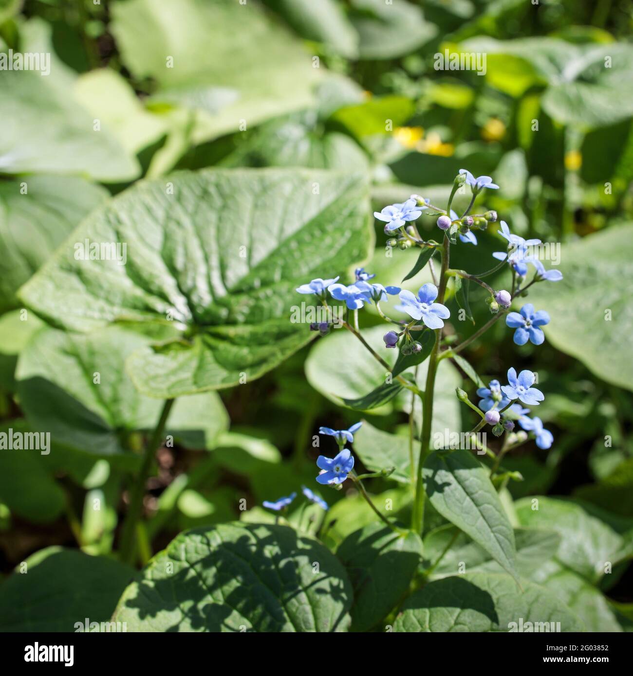 Brunnera macrophylla, the Siberian bugloss, great forget-me-not ...