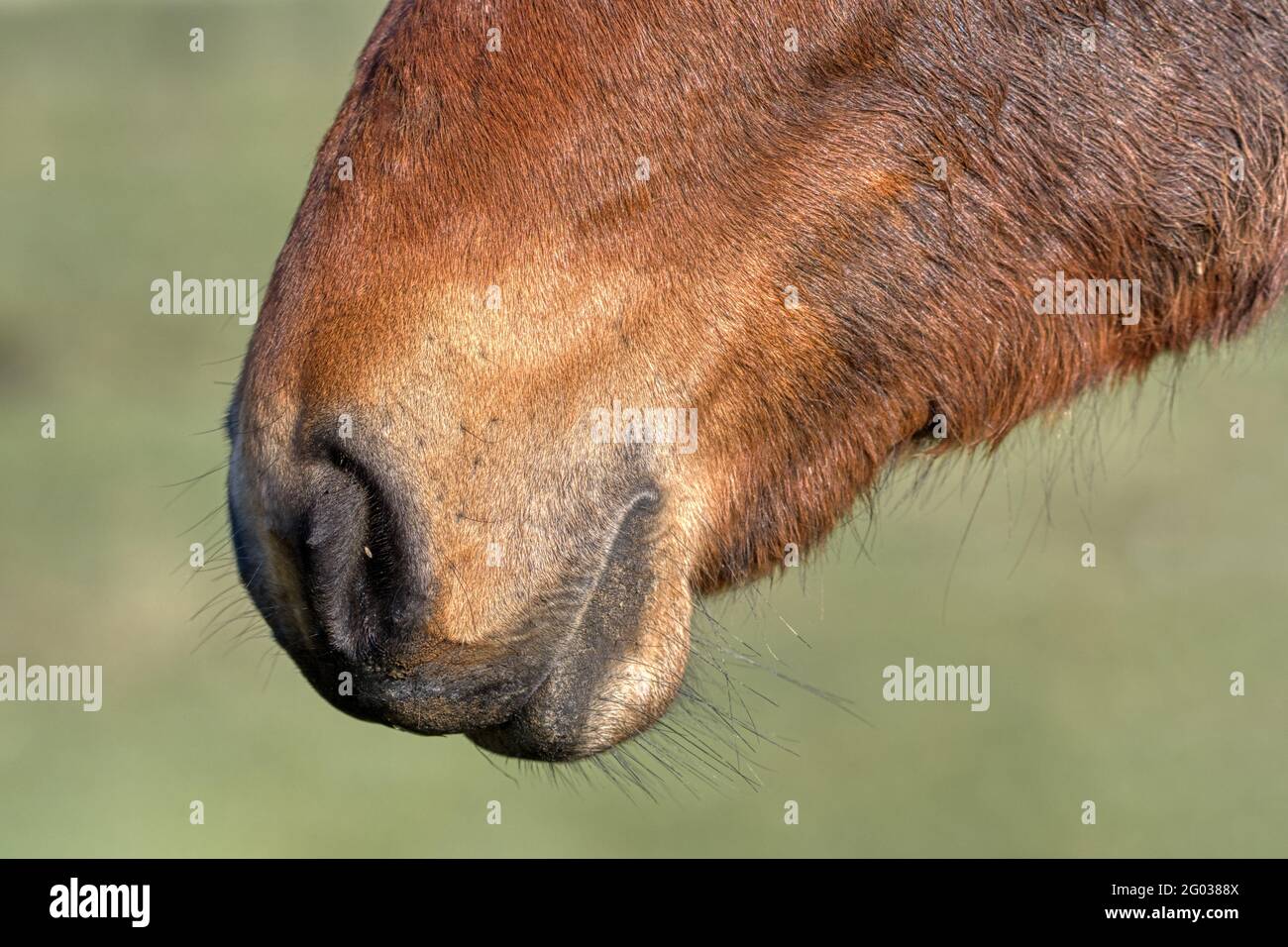 Close up of chestnut horse nose and mouth Stock Photo - Alamy