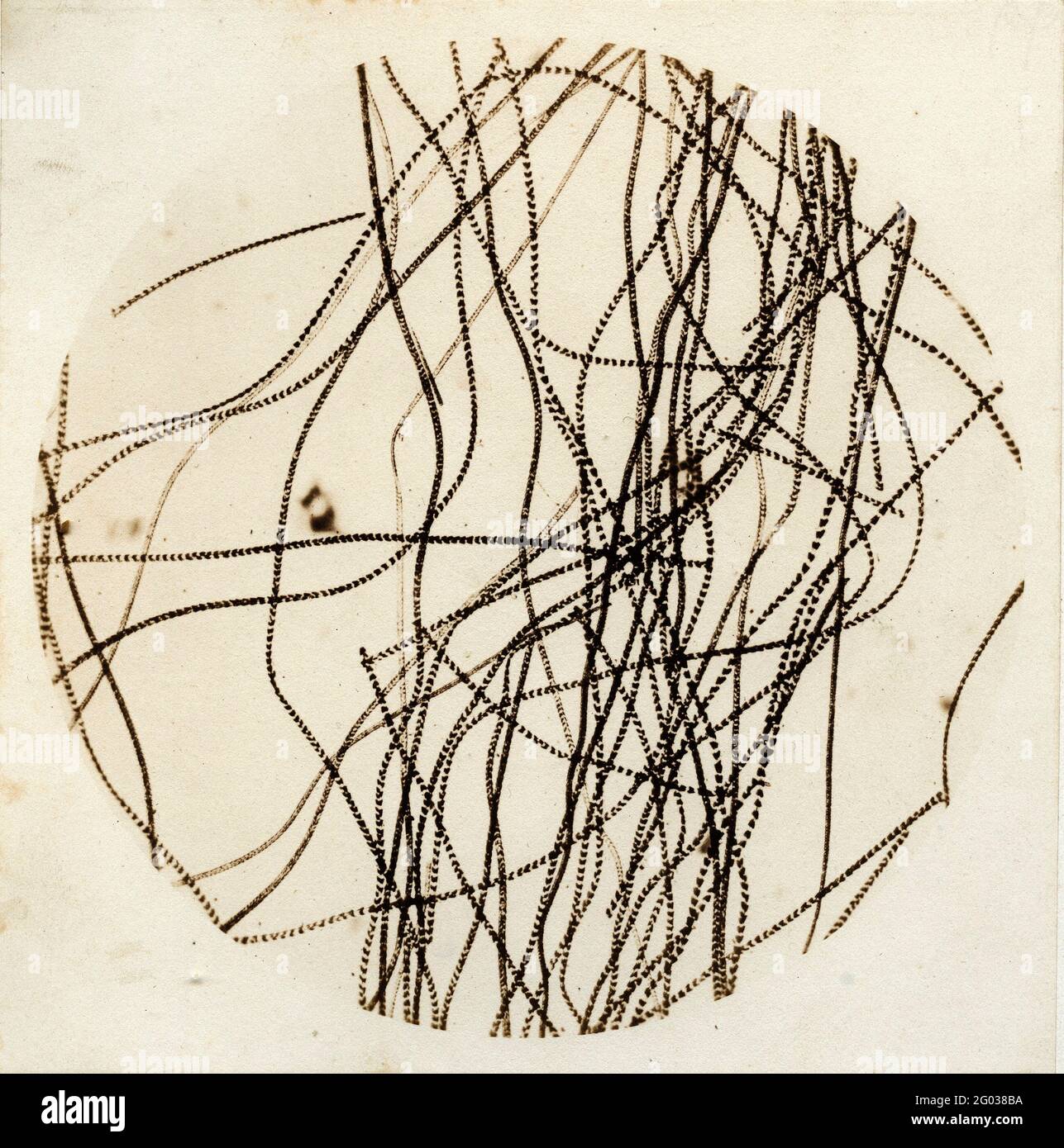 Microscopic view of bat hair, circa 1853. Photography by Auguste ...