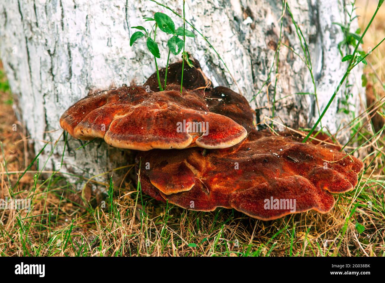 Alder Bracket , fungus growing on the tree trunk . Ganoderma Resinaceum ...
