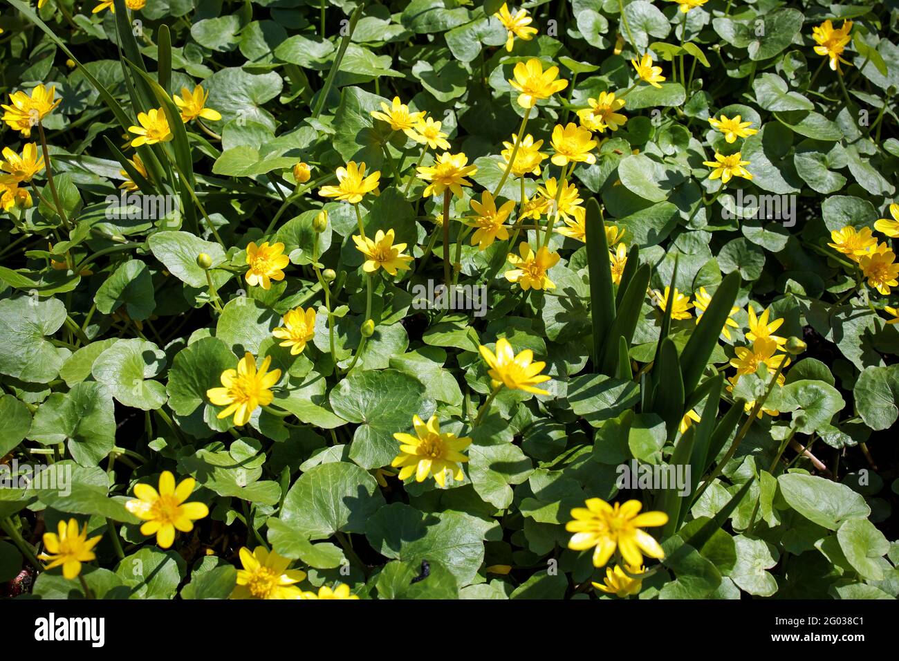 Ficaria verna grandiflora hi-res stock photography and images - Alamy