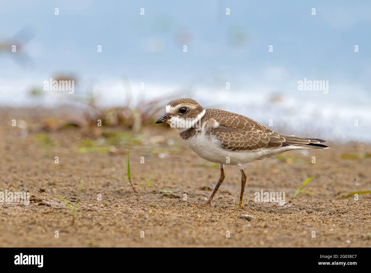 Cute young plover on a beach looking to the side. Ottawa River during ...