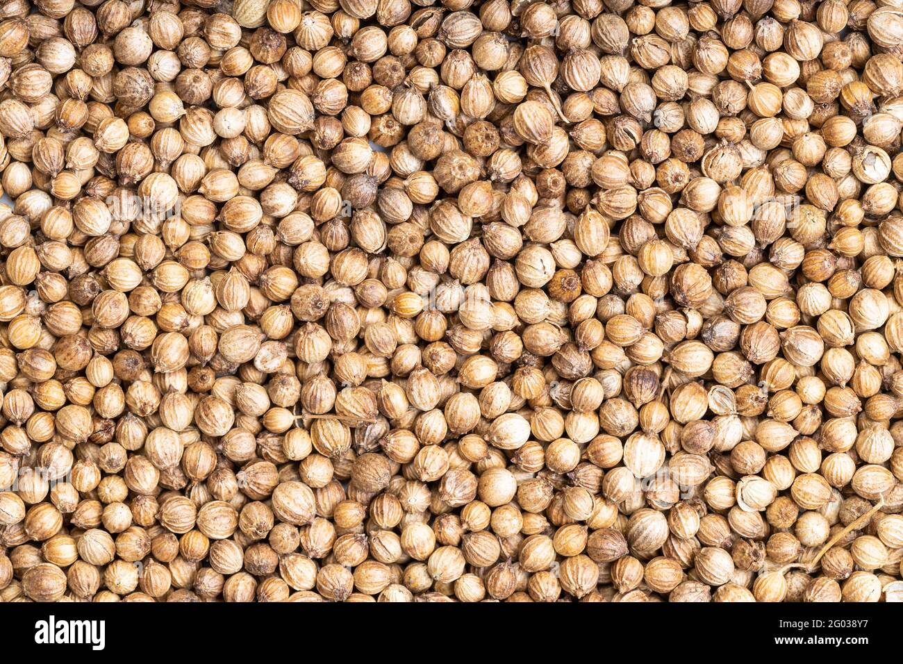 food background - many dried coriander seeds Stock Photo - Alamy
