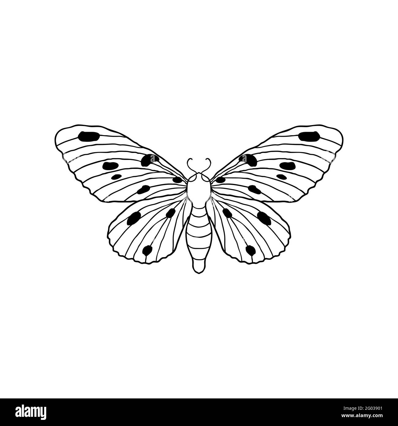 Butterfly in doodle style Stock Vector Image & Art - Alamy