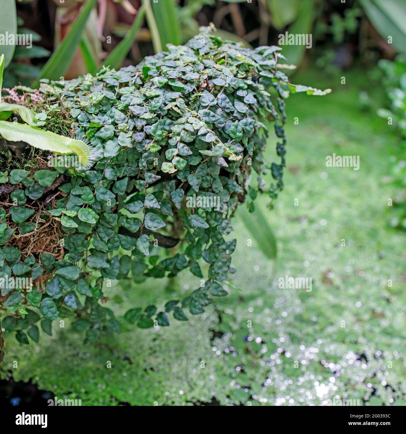creeping fig plant growing on a wall, tropical climbing plant specie ...