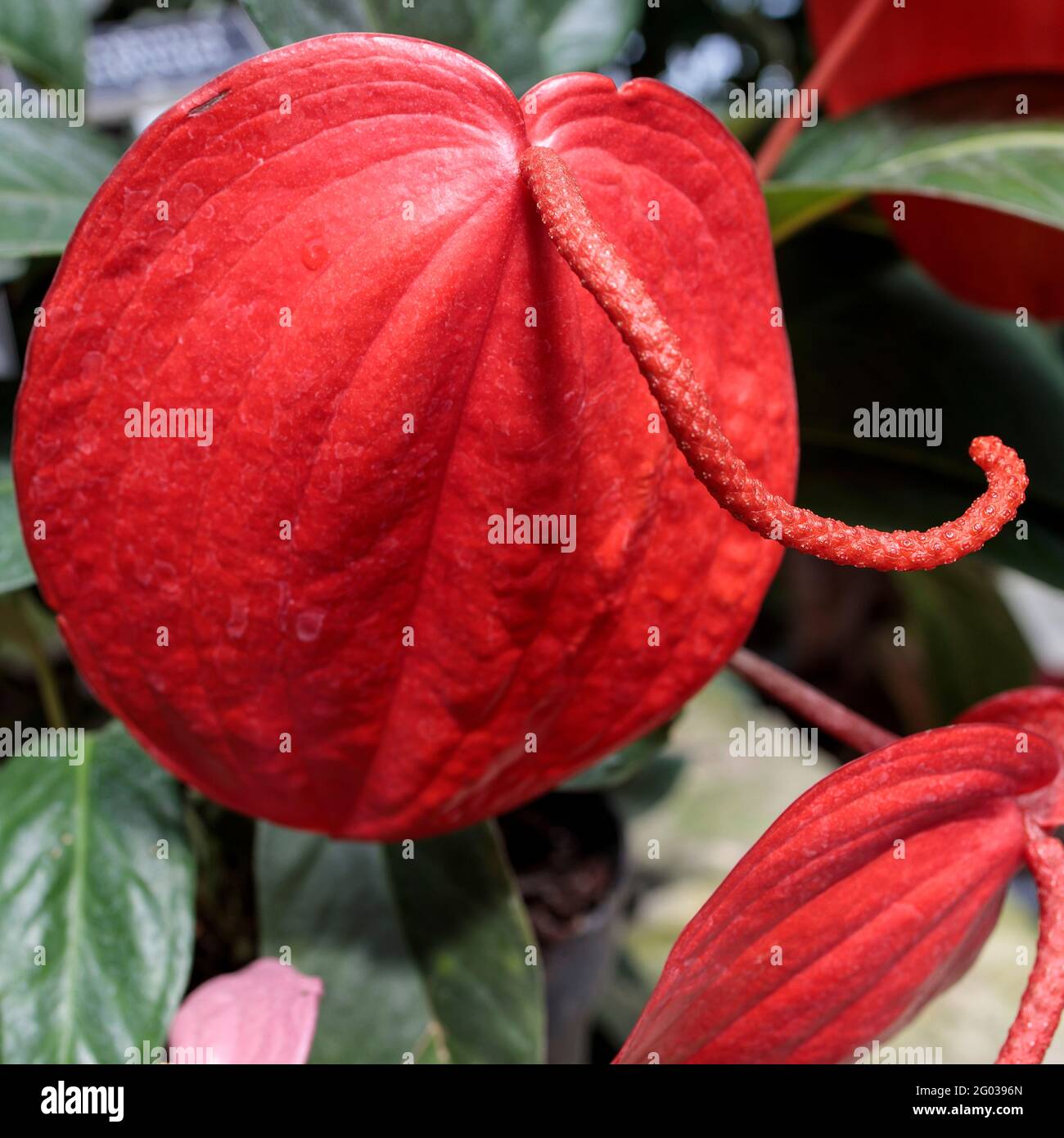 Anthurium scherzerianum, the flamingo flower or pigtail plant, is a ...
