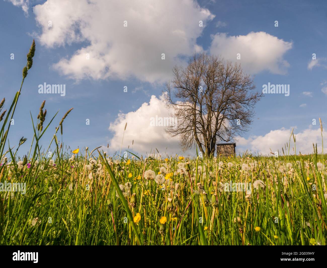 View of a lonely tree in a meadow in a small Polish village in the ...