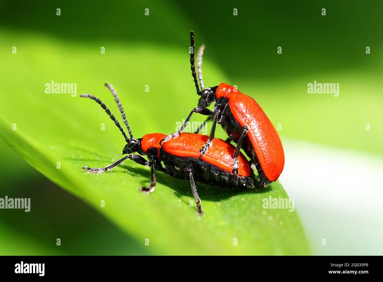 Red Scarlet Lily Beetle bug Lilioceris lilii leaf beetle Stock Photo ...
