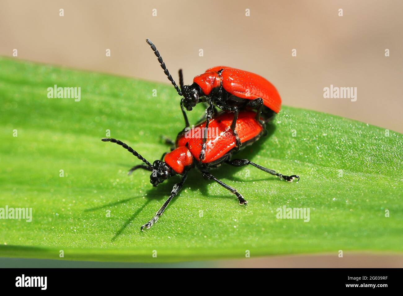 Red Scarlet Lily Beetle bug Lilioceris lilii leaf beetle Stock Photo ...